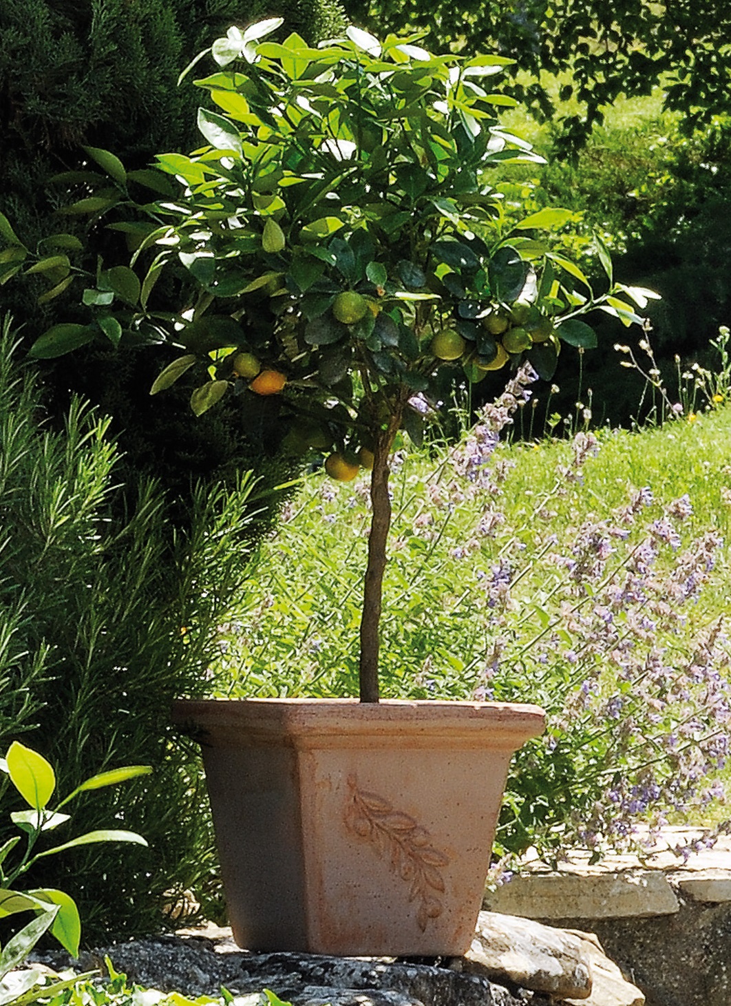 Квадро OLIVE в Москве и Санкт-Петербурге: цена 3 564,00 руб — купить в ...